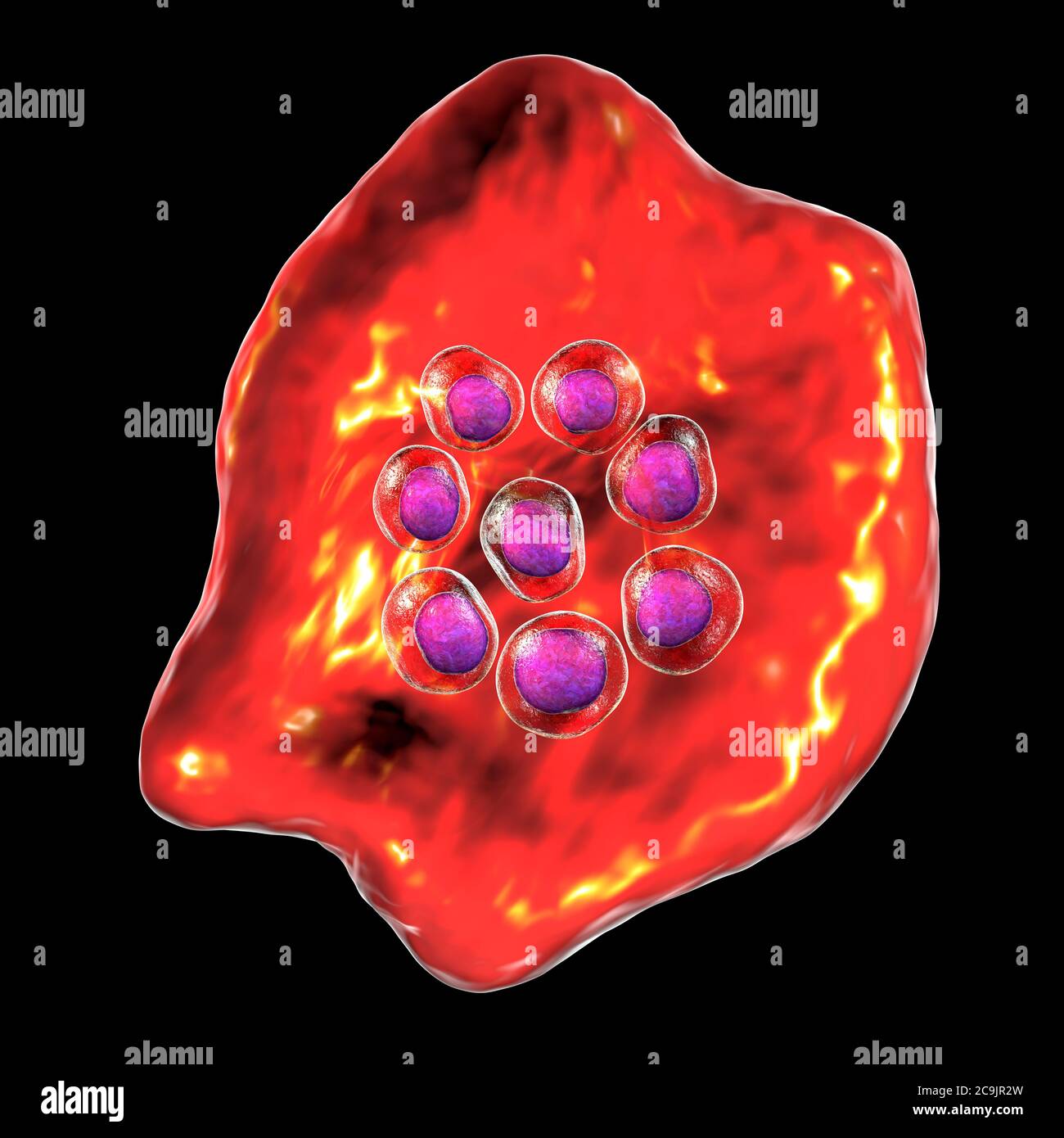 Plasmodium ovale protozoan inside red blood cell, computer illustration ...