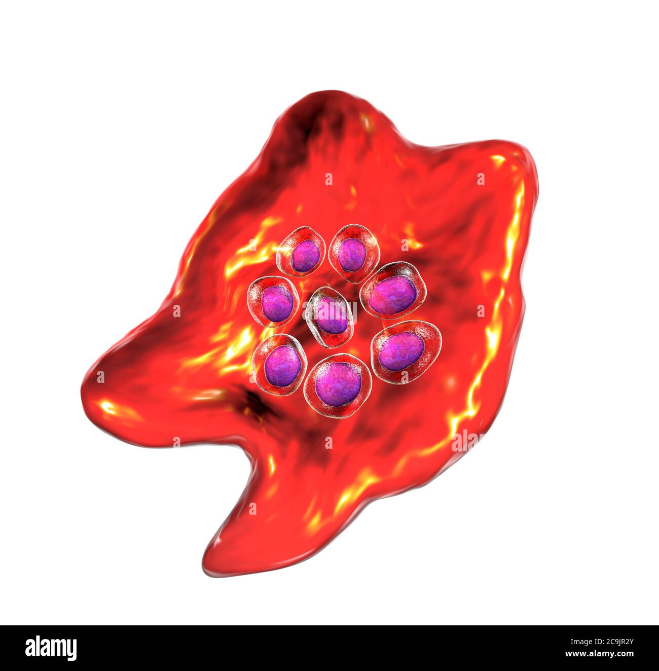 Plasmodium ovale protozoan inside red blood cell, computer illustration ...