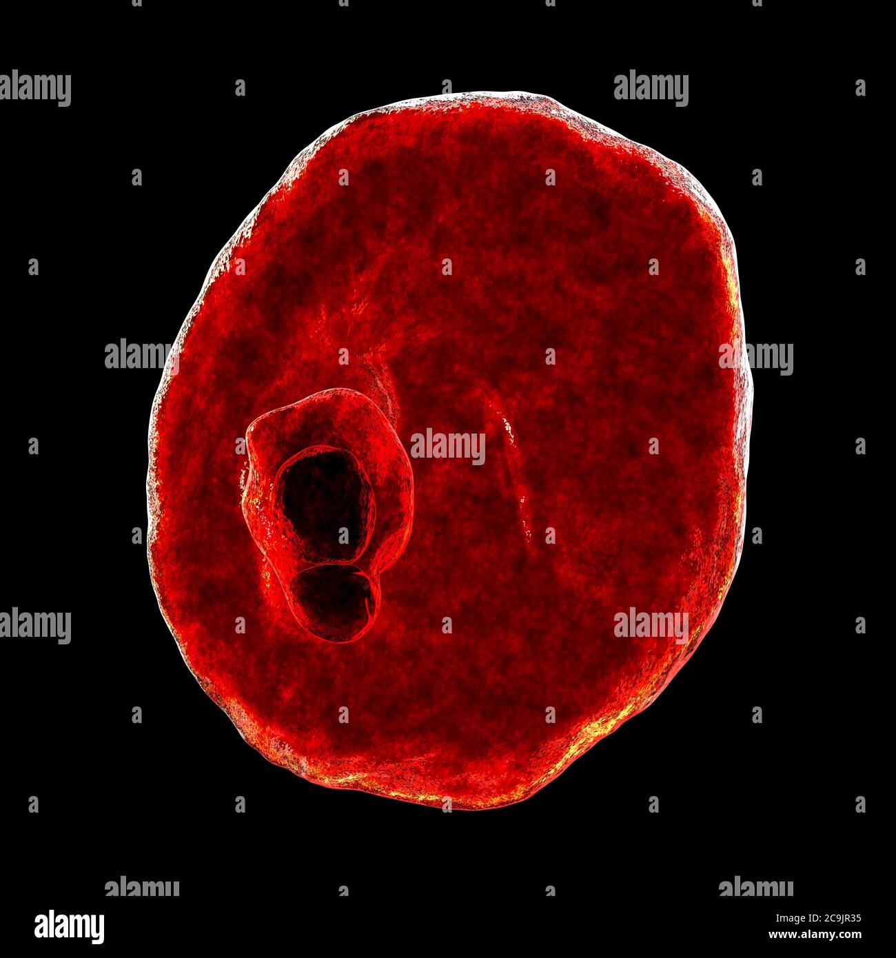 Plasmodium ovale protozoan inside red blood cell, computer illustration ...