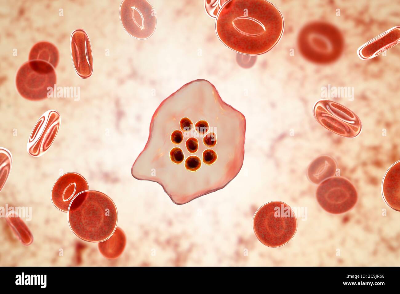Plasmodium ovale protozoan inside red blood cells, computer ...