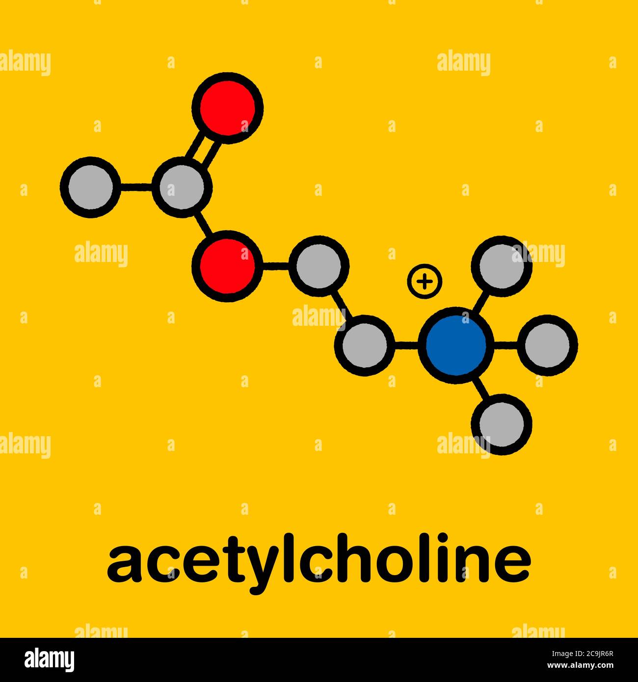 Acetylchloline (ACh) neurotransmitter molecule. Stylized skeletal ...