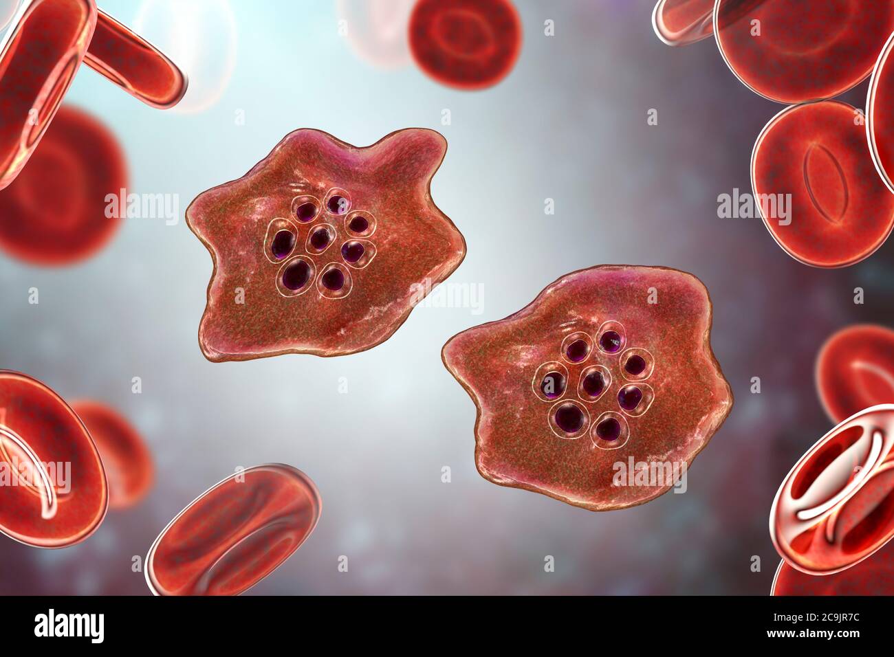 Plasmodium ovale protozoan inside red blood cells, computer ...