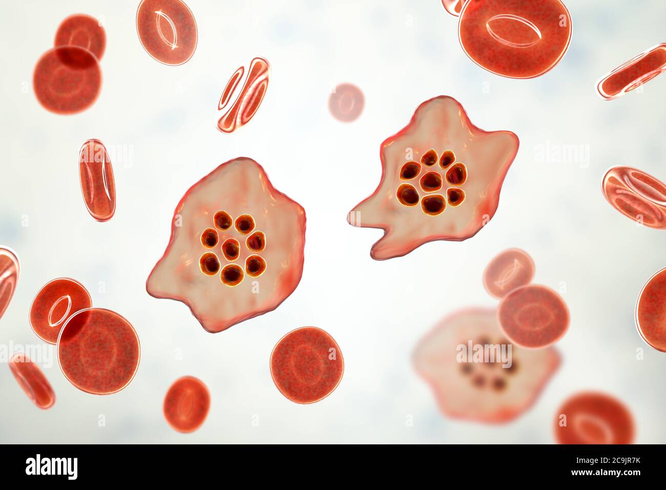 Plasmodium ovale protozoan inside red blood cells, computer ...