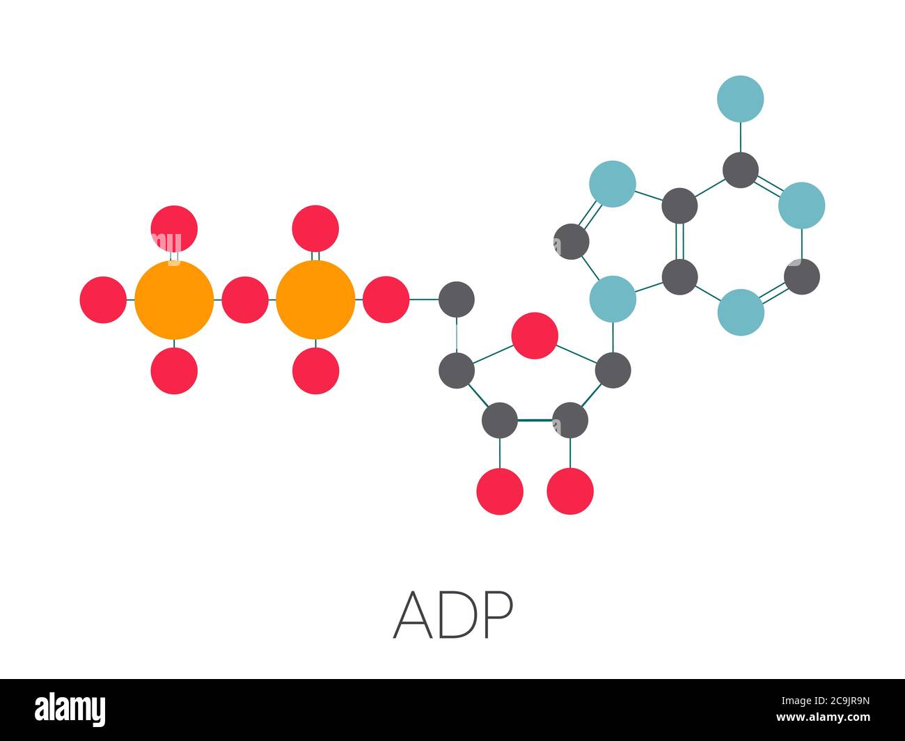 Adenosine diphosphate (ADP) molecule. Plays essential role in energy ...