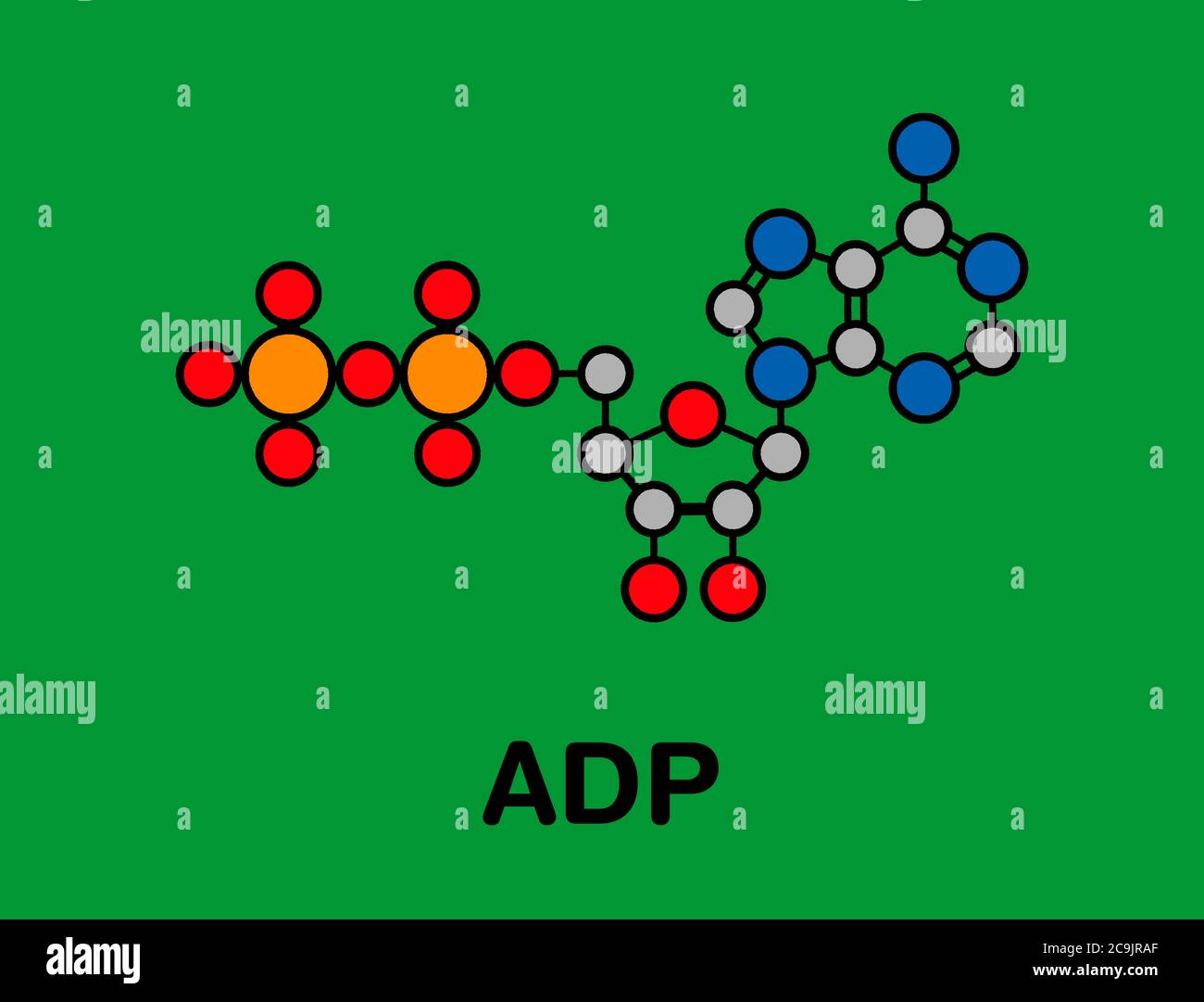 Adenosine diphosphate (ADP) molecule. Plays essential role in energy ...