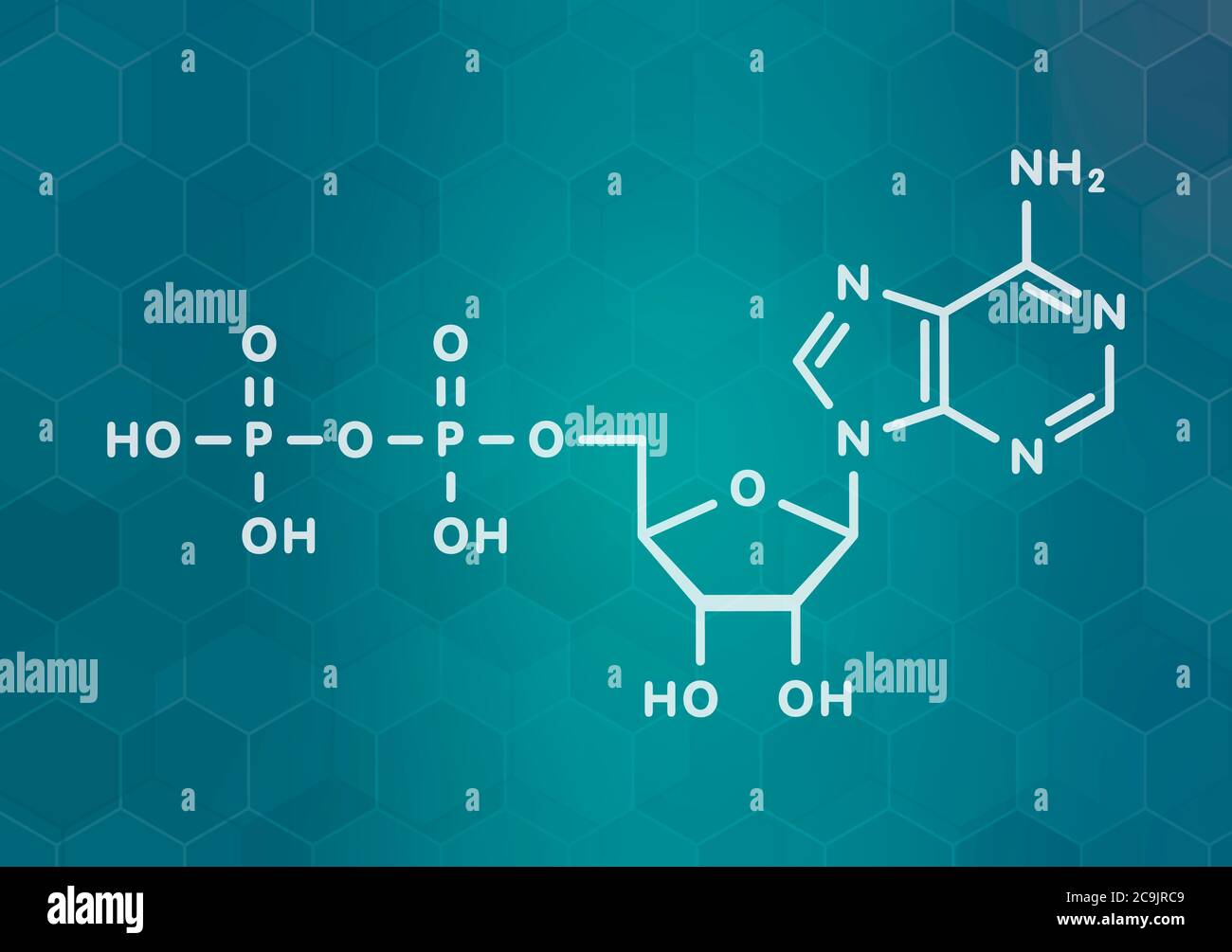 Adenosine diphosphate (ADP) molecule. Plays essential role in energy ...