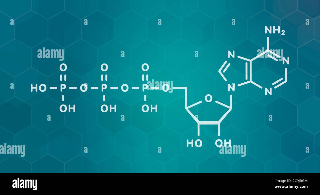 Adenosine Triphosphate Atp Molecule Functions As Neurotransmitter