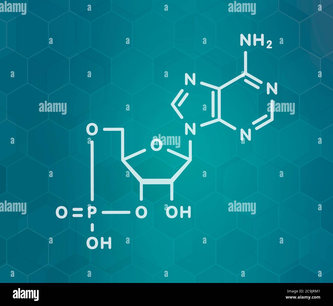 Cyclic adenosine monophosphate (cAMP) second messenger molecule. Plays ...