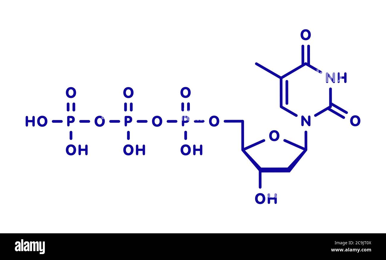 Thymidine triphosphate (TTP) nucleotide molecule. DNA building block ...