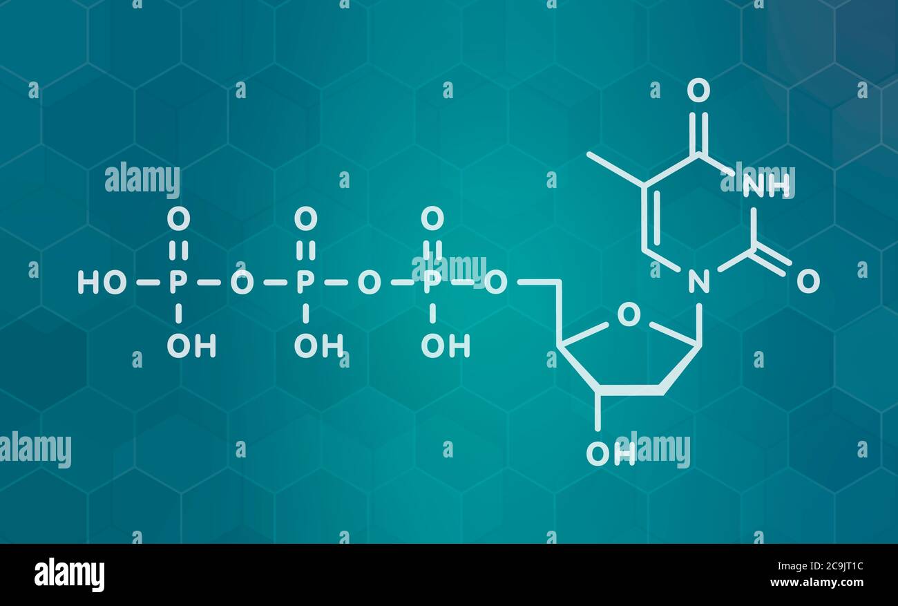 Thymidine triphosphate (TTP) nucleotide molecule. DNA building block ...