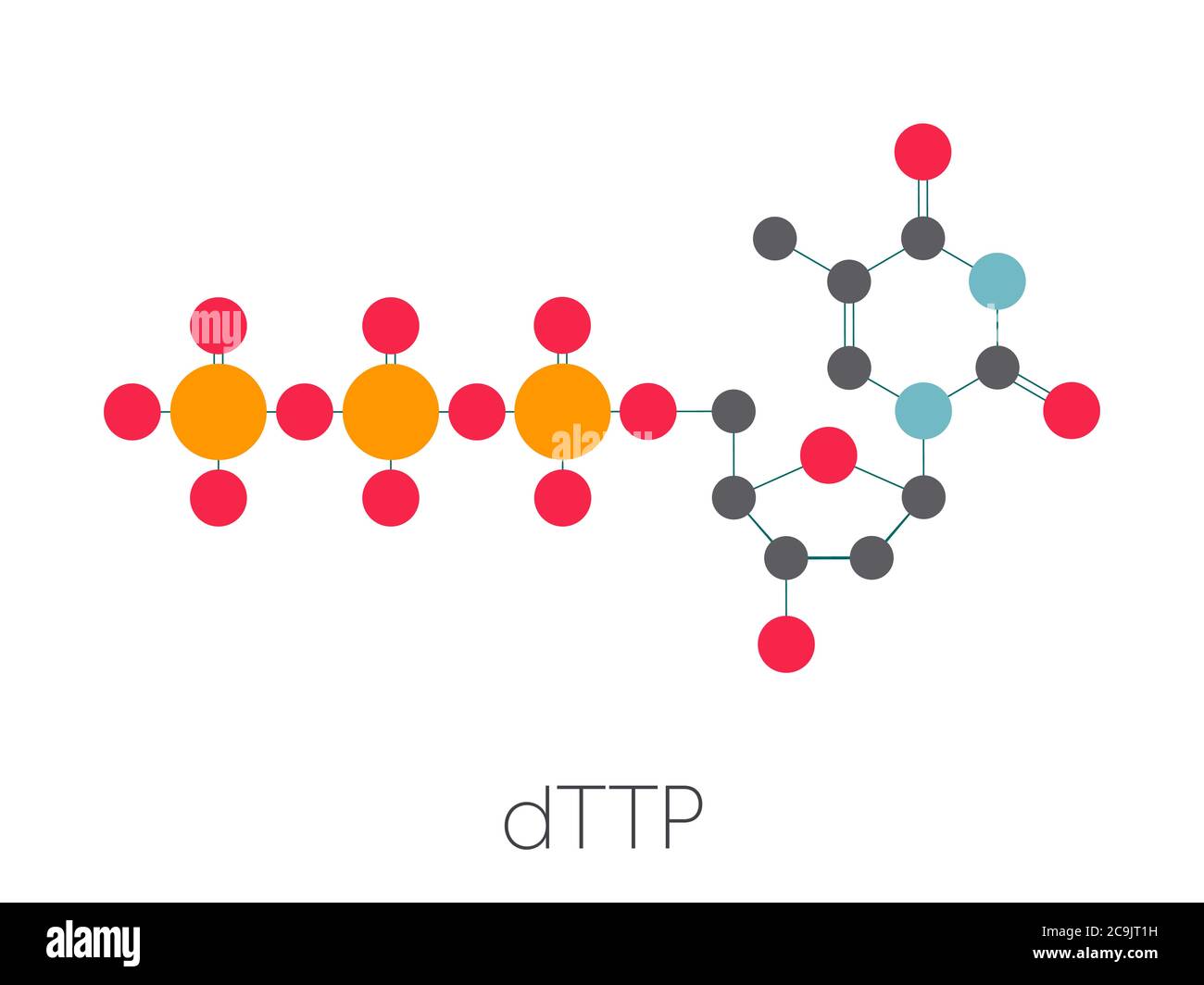 Thymidine triphosphate (TTP) nucleotide molecule. DNA building block ...