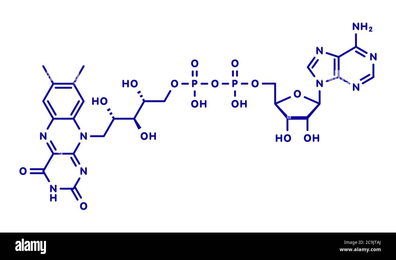 Flavin adenine dinucleotide fad molecule hi-res stock photography and images - Alamy