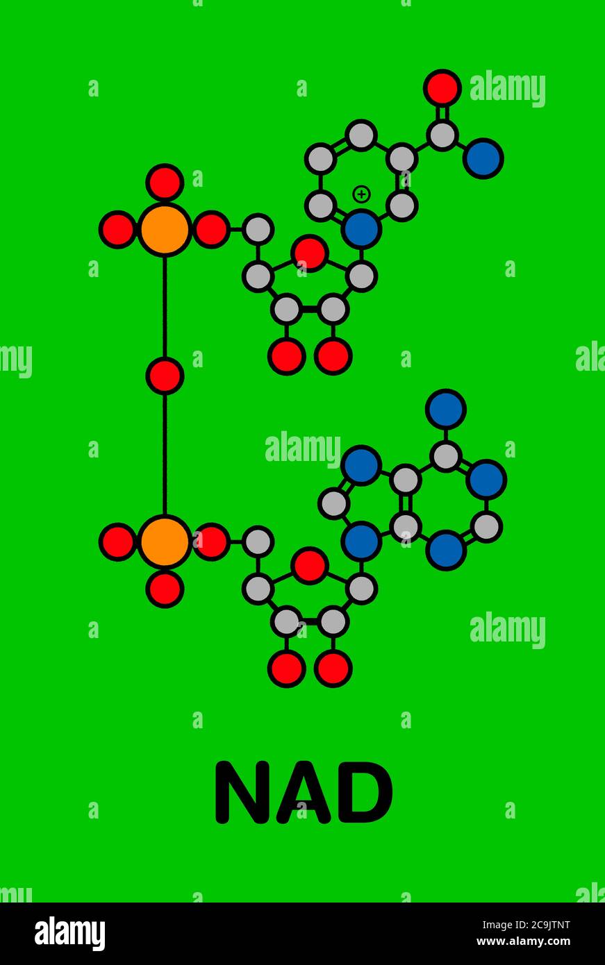 Nicotinamide adenine dinucleotide (NAD+) coenzyme molecule. Important coenzyme in many redox ...
