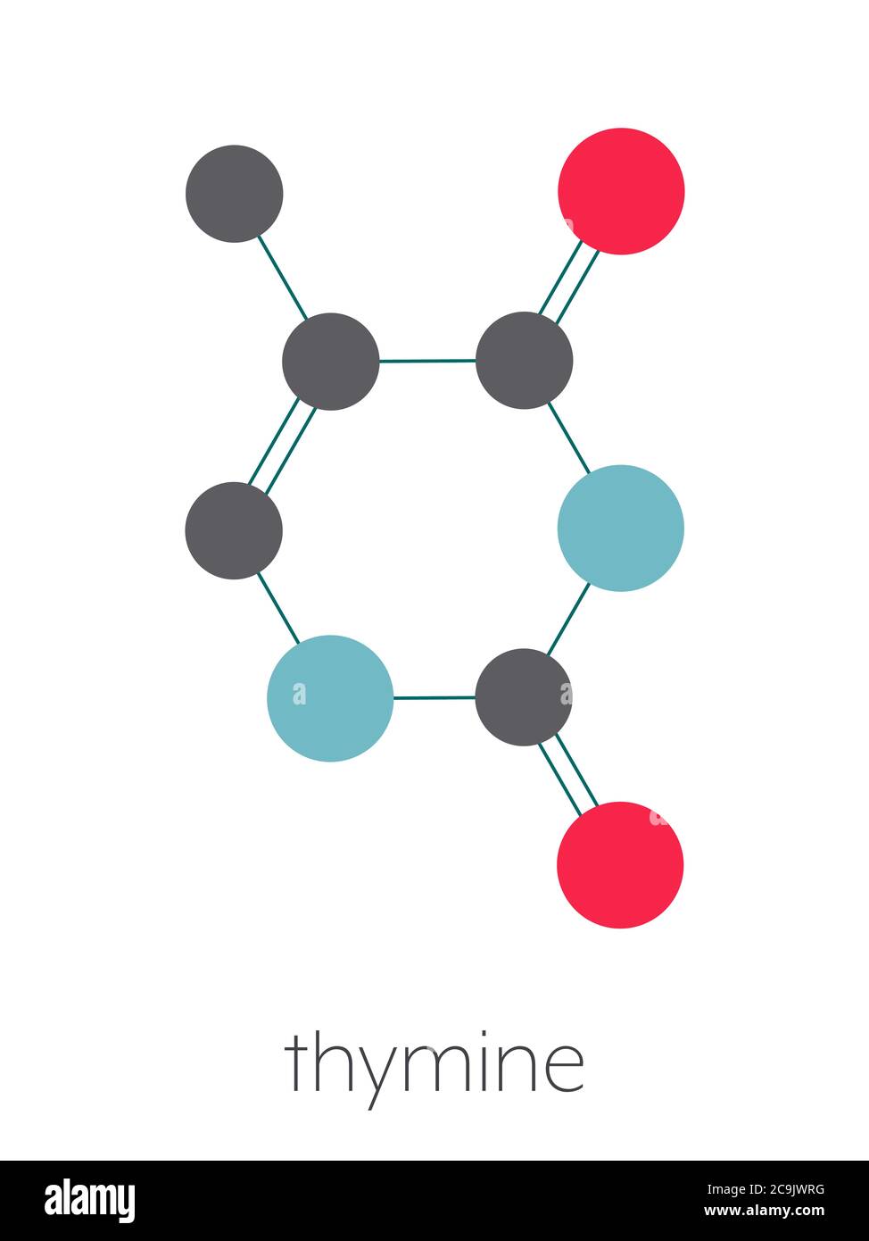 Thymine (T) nucleobase molecule. present in DNA. Stylized skeletal ...