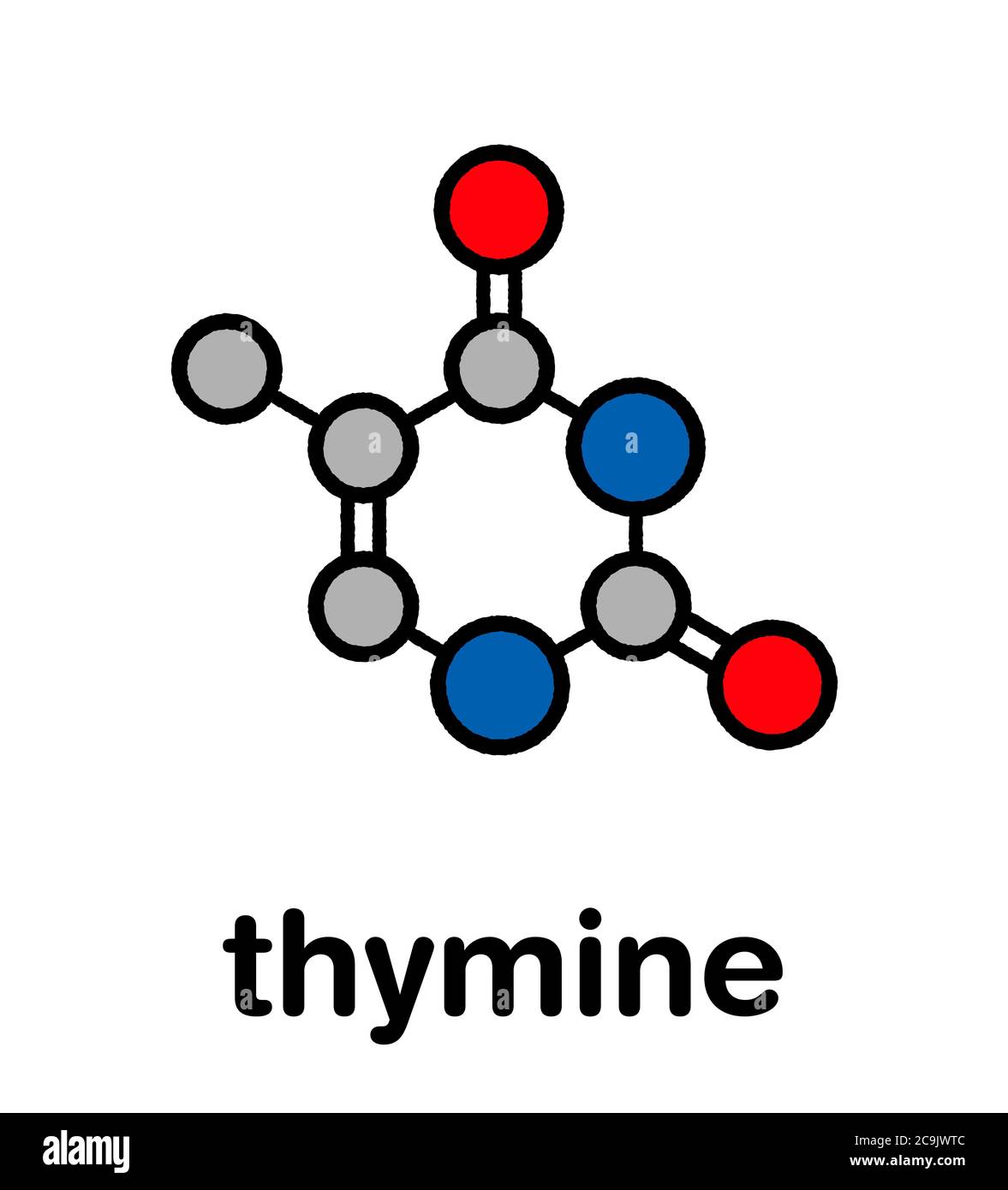 Thymine (T) nucleobase molecule. present in DNA. Stylized skeletal ...
