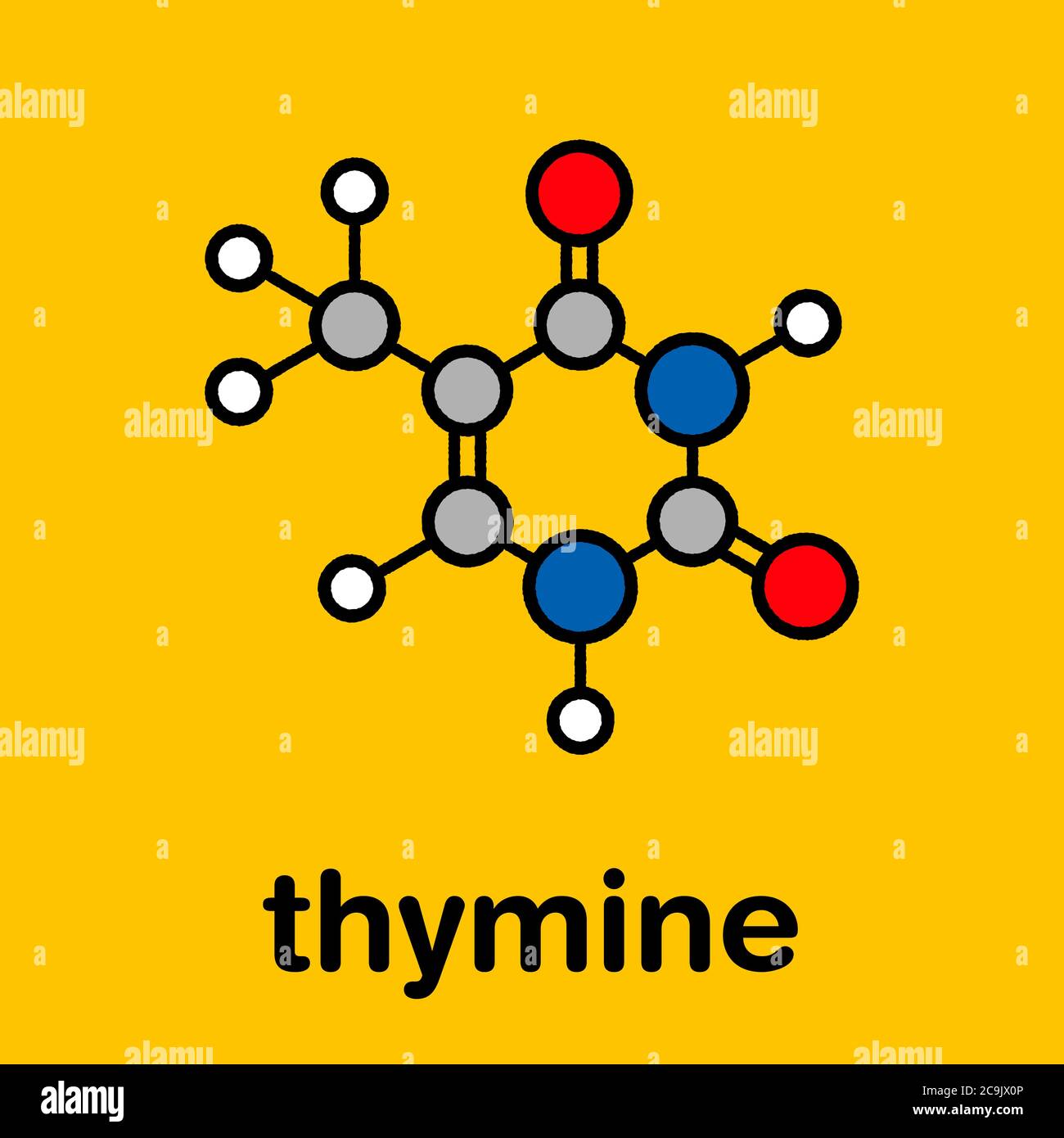 Thymine