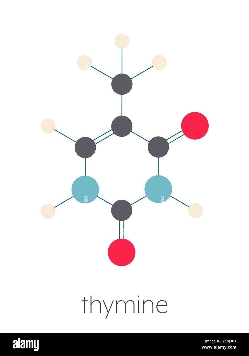 Thymine (T) nucleobase molecule. present in DNA. Stylized skeletal ...