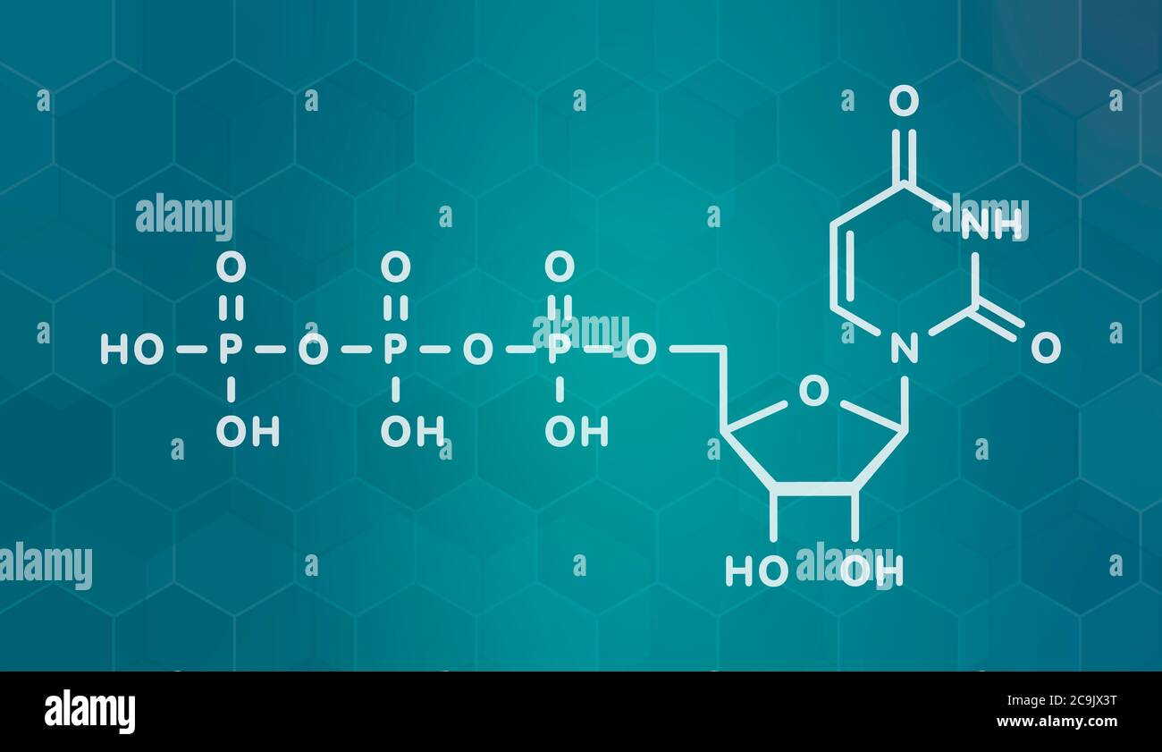 Uridine triphosphate (UTP) nucleotide molecule. Building block of RNA ...