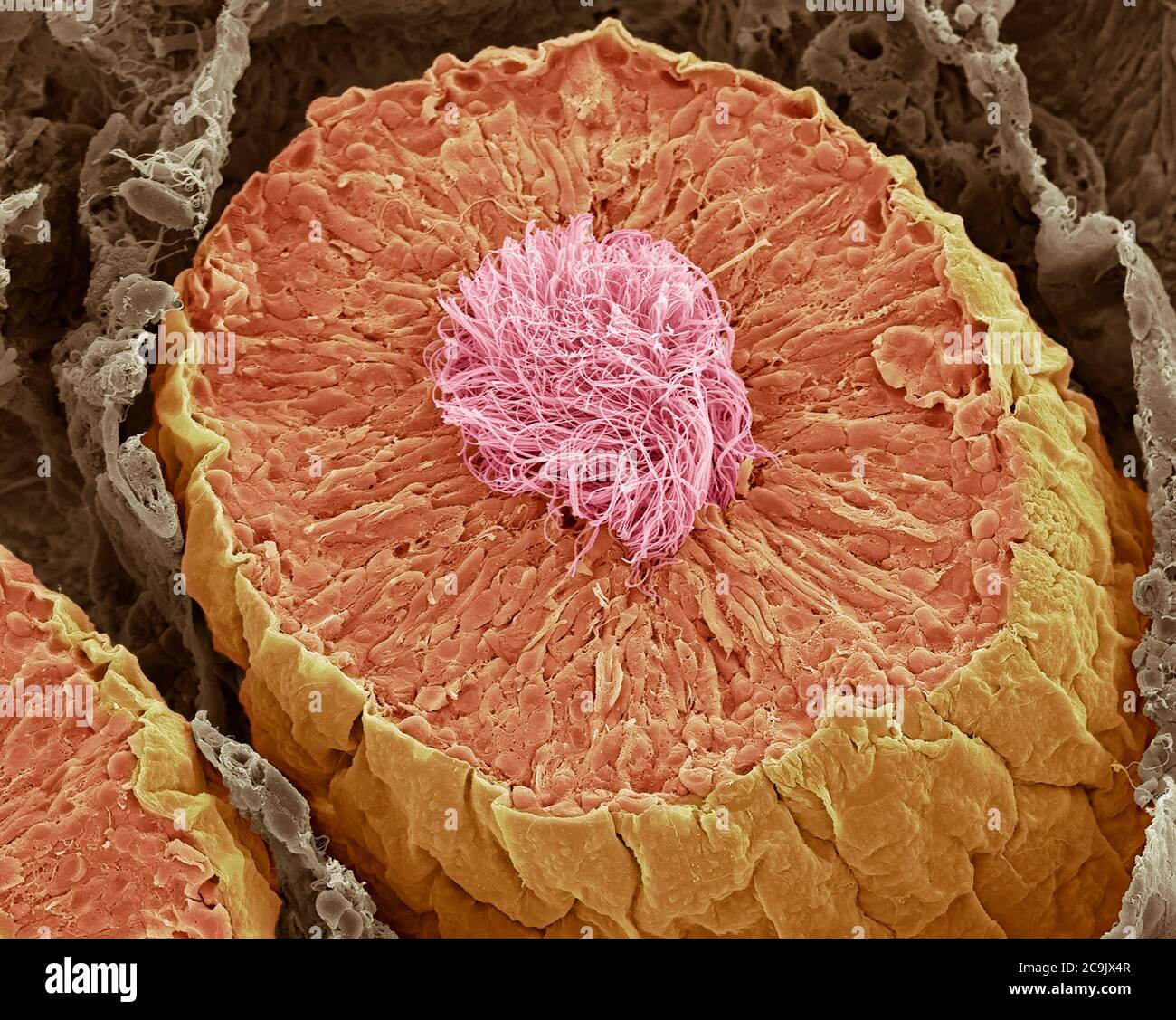 Sperm production site. Coloured scanning electron micrograph (SEM) of a ... Sperm production site. Coloured scanning electron micrograph (SEM) of a ...