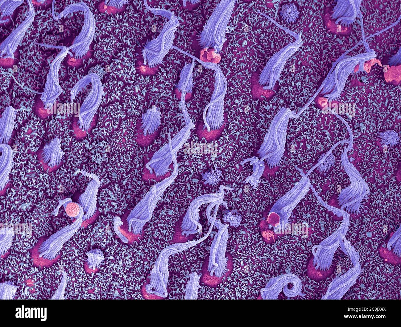 Inner ear hair cells hi-res stock photography and images - Alamy