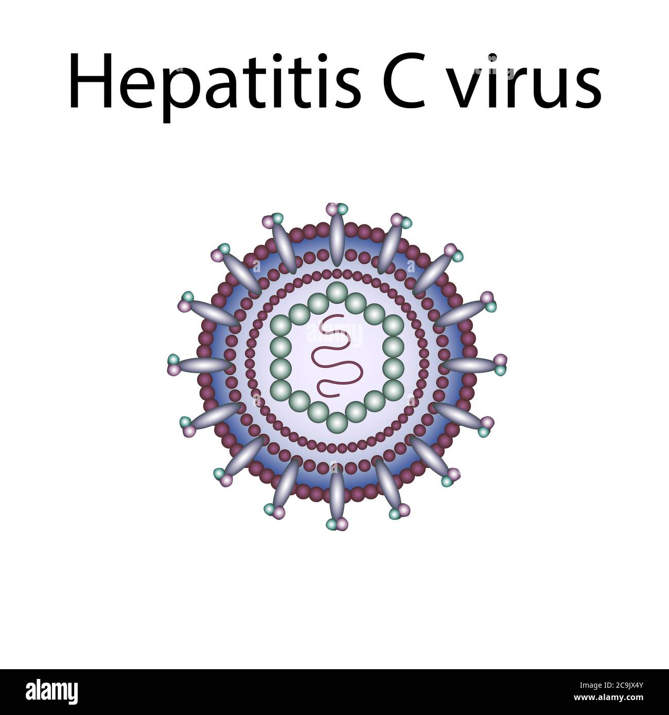 Hepatitis C Virus Structure