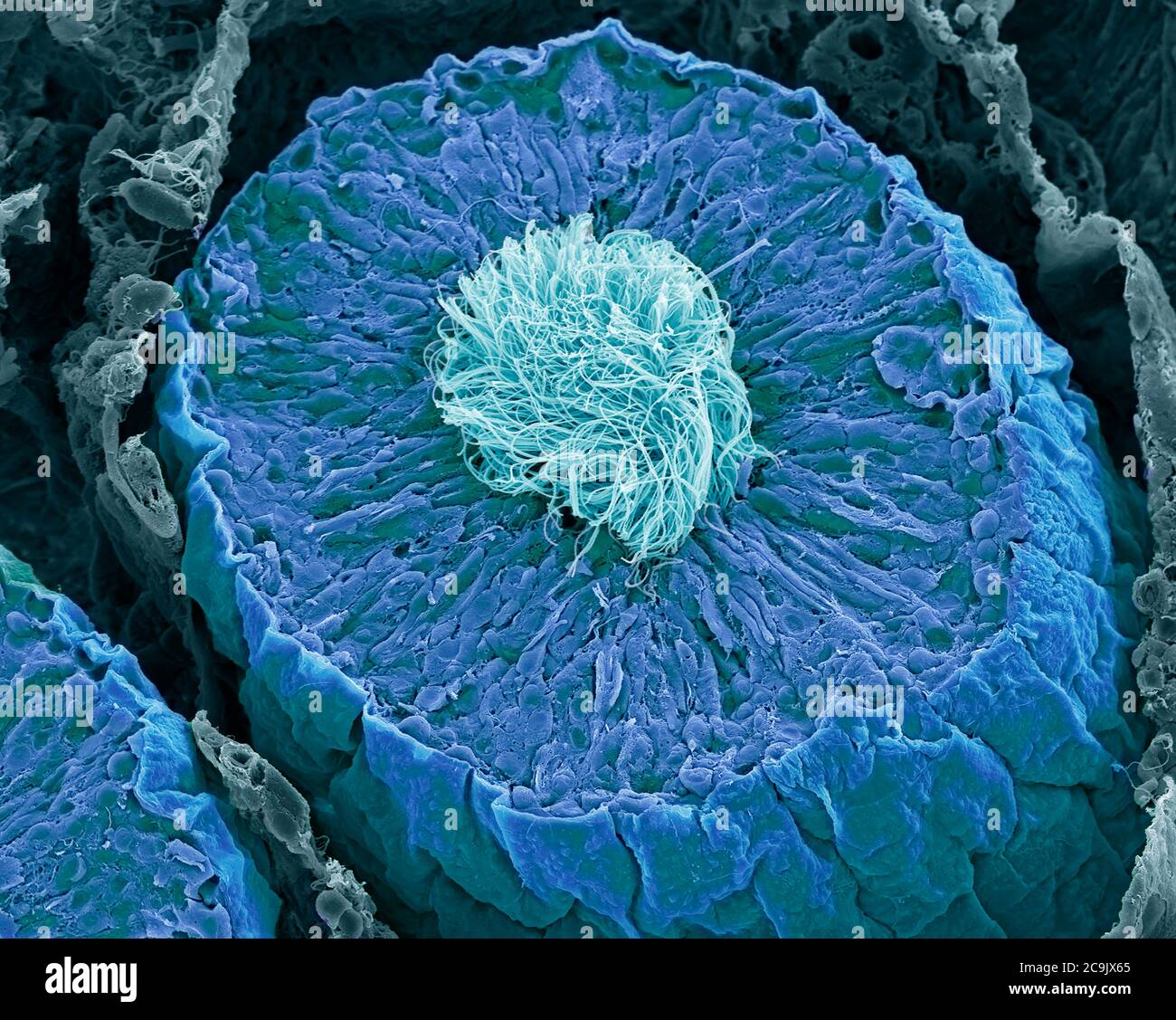 Sem seminiferous tubule hi-res stock photography and images - Alamy