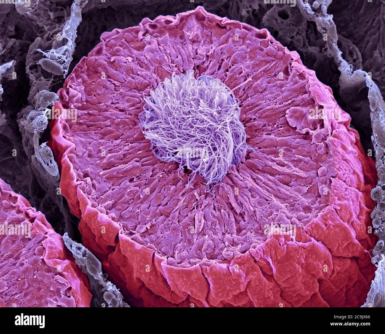 Sperm Production Site Coloured Scanning Electron Micrograph Sem Of A