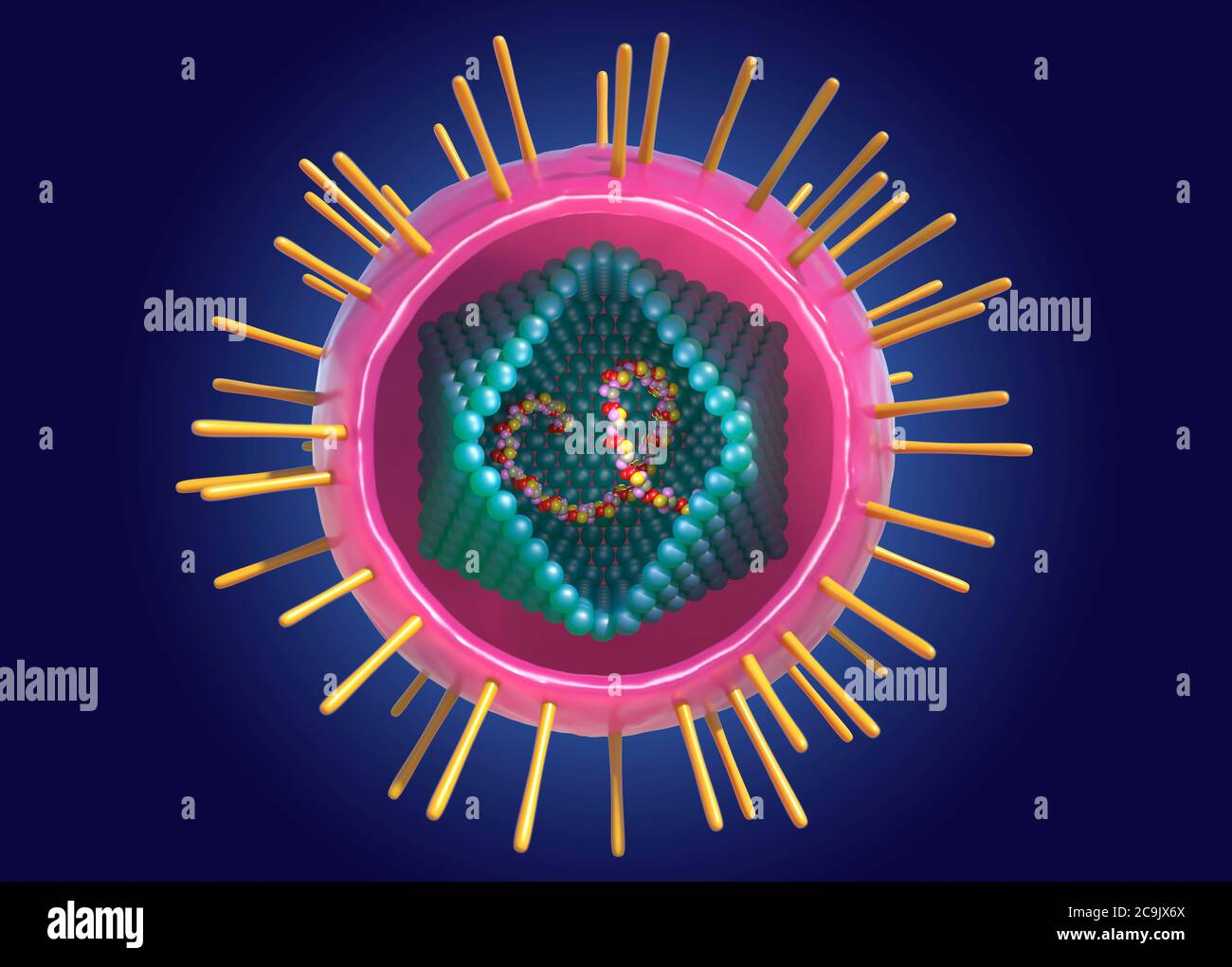 Htlv hi-res stock photography and images - Alamy