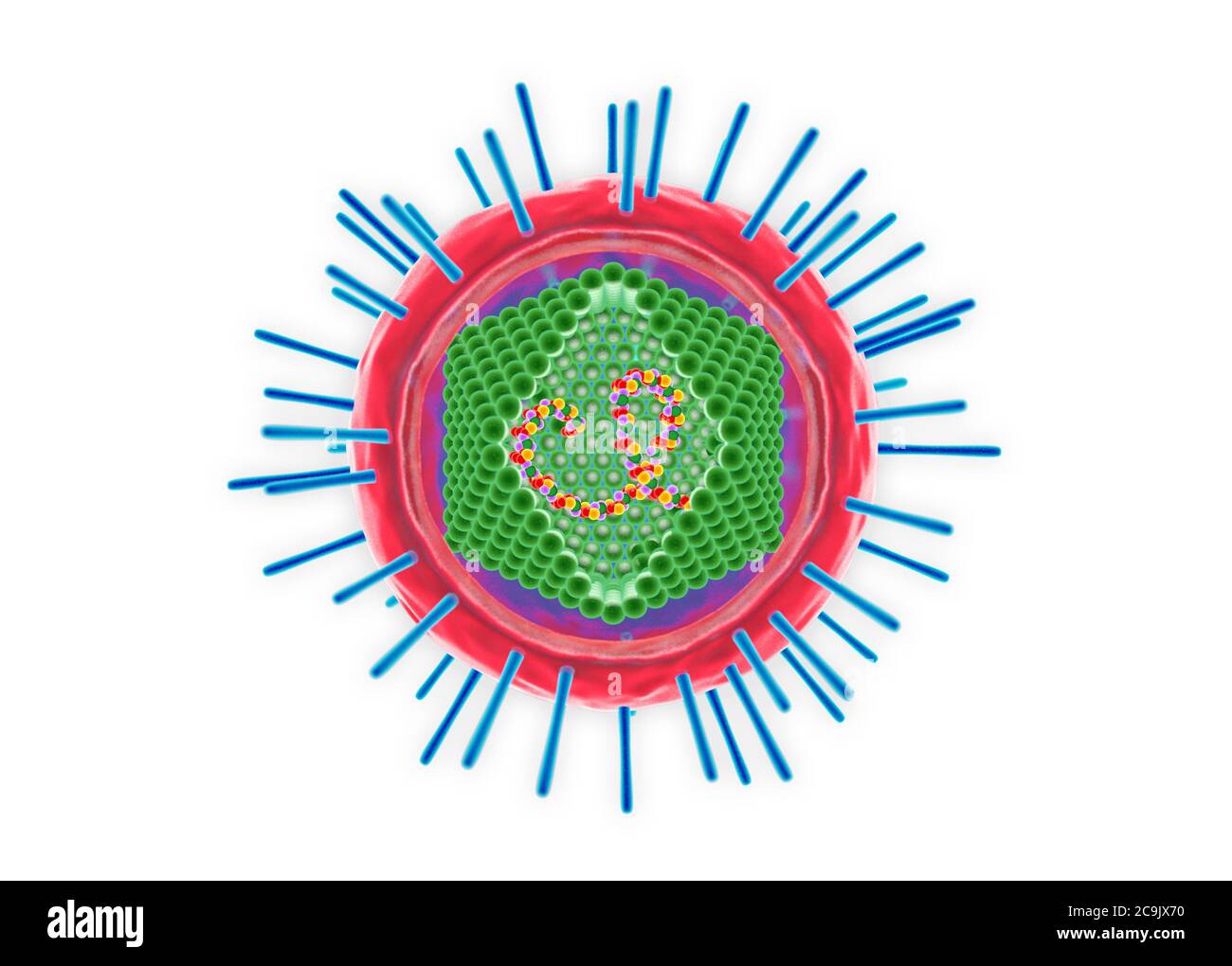 Human t cell lymphotropic virus Cut Out Stock Images & Pictures - Alamy