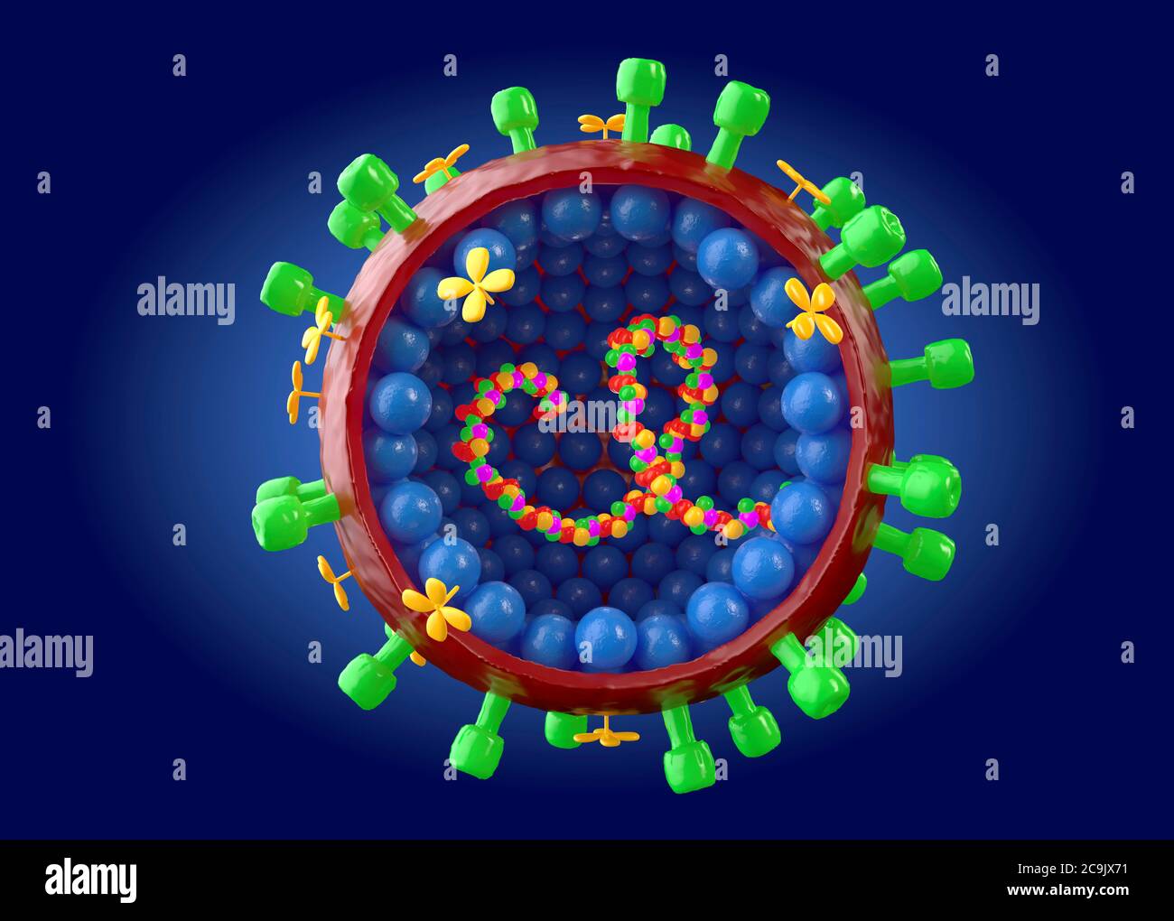 Influenza A virus, cut-away illustration. Influenza virus type A is a ...