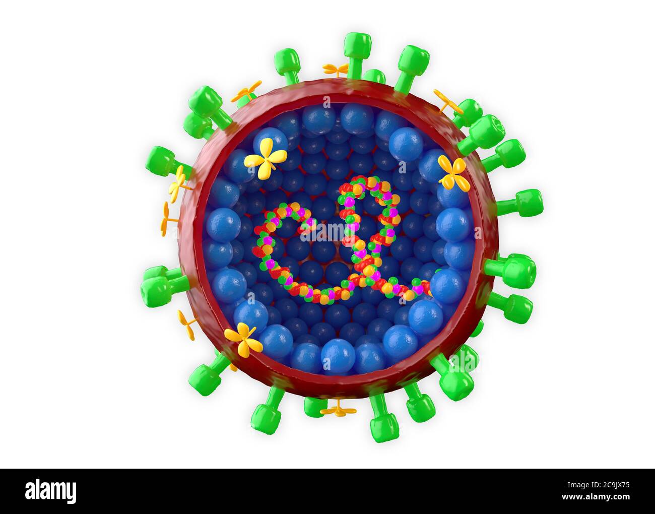 Influenza A virus, cut-away illustration. Influenza virus type A is a ...