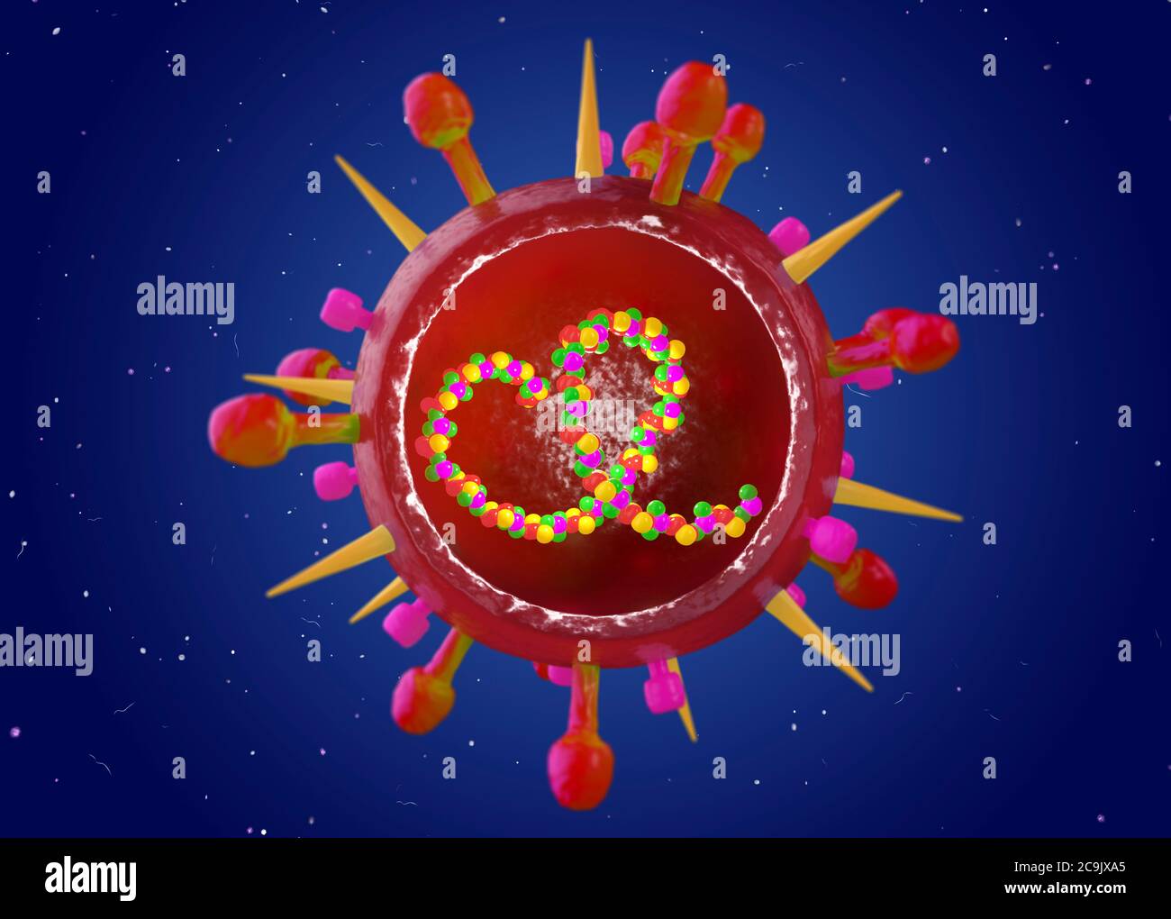 Influenza B virus, cut-away illustration. Influenza (flu) is a ...