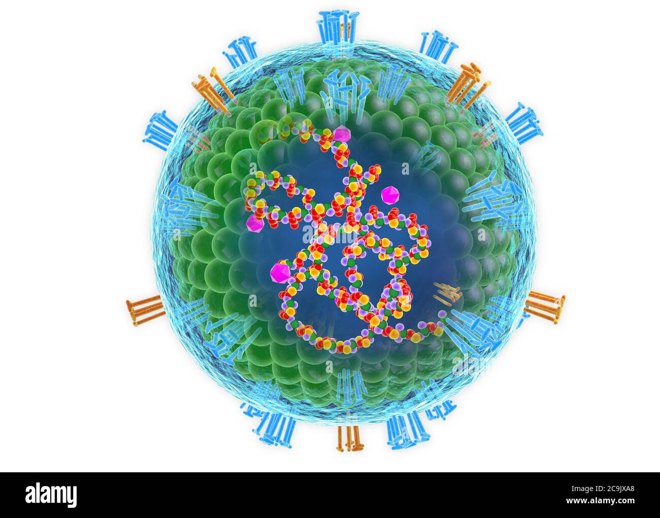 Measles virus, cut-away illustration. This virus, from the ...