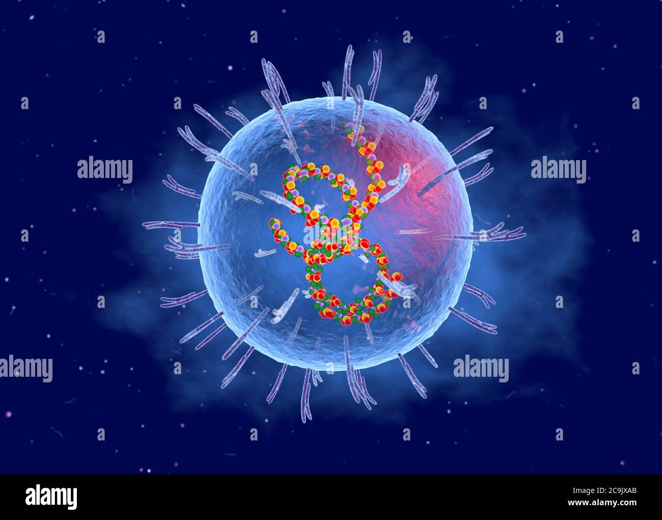 Lassa virus, cut-away illustration. Lassa virus consists of an RNA ...