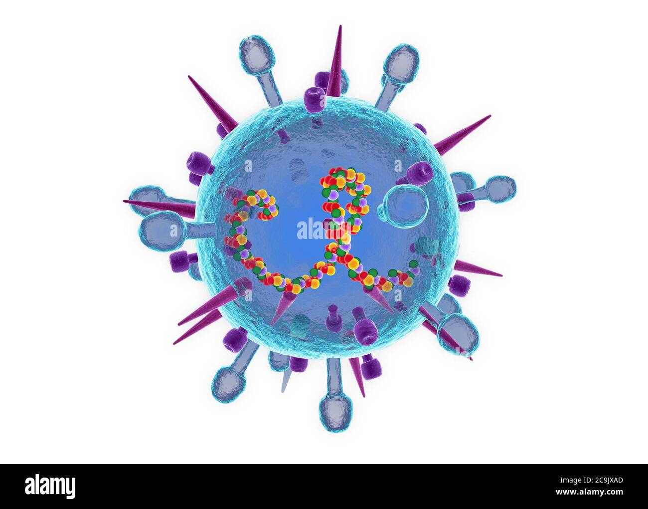 Influenza B virus, cut-away illustration. Influenza (flu) is a ...
