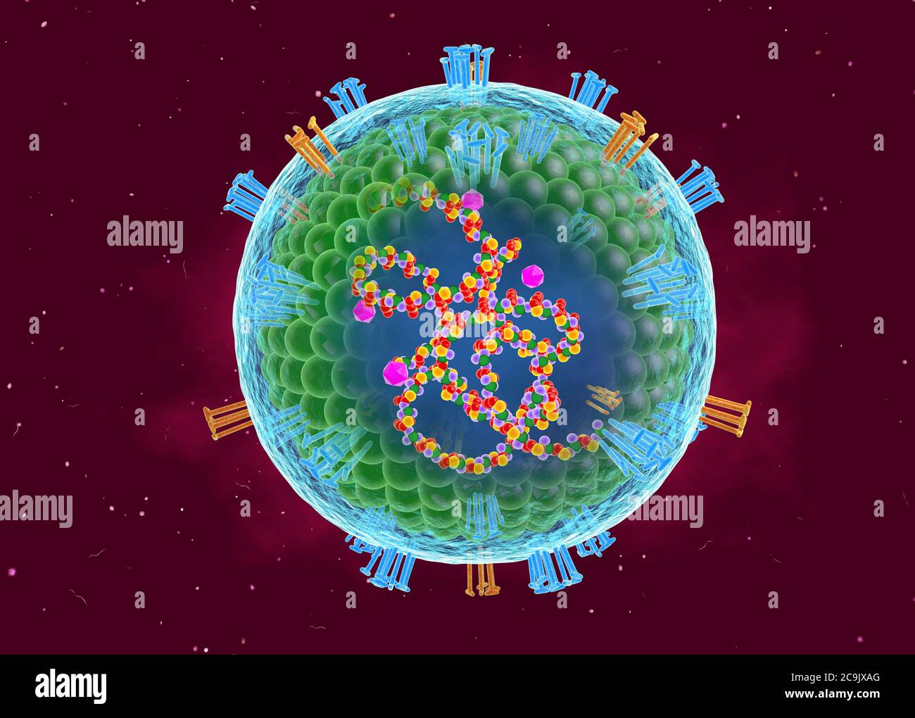 Measles virus, cut-away illustration. This virus, from the ...