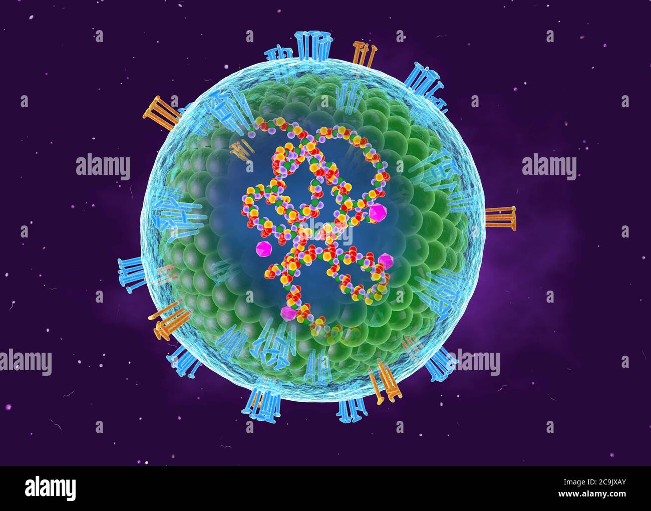 Measles virus, cut-away illustration. This virus, from the ...