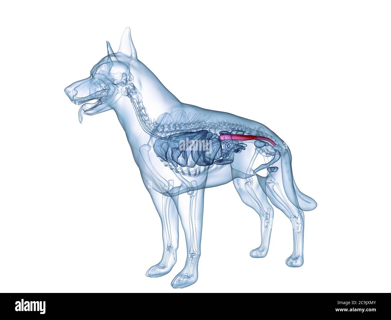 Dog colon, computer illustration Stock Photo - Alamy