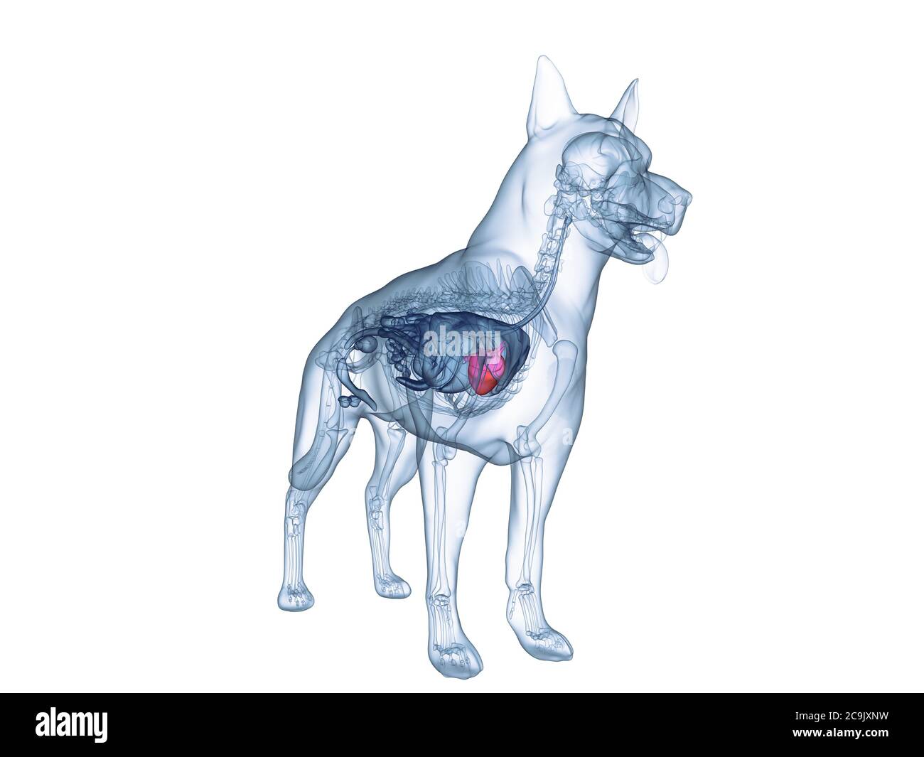 Dog heart, computer illustration Stock Photo - Alamy