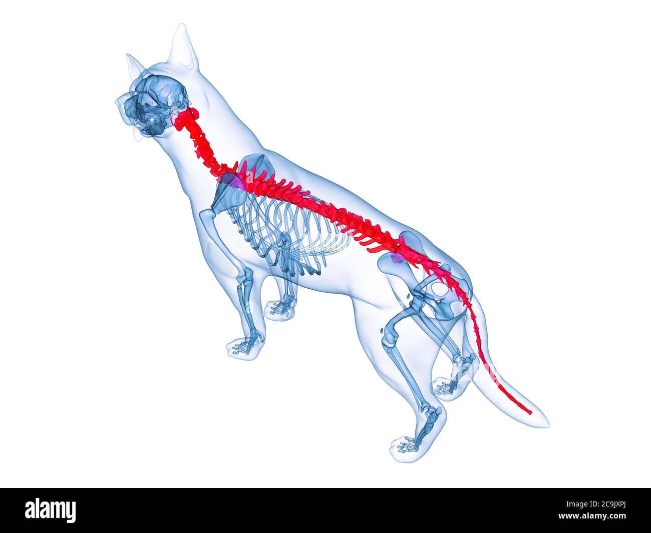 Dog Spine High Resolution Stock Photography and Images - Alamy