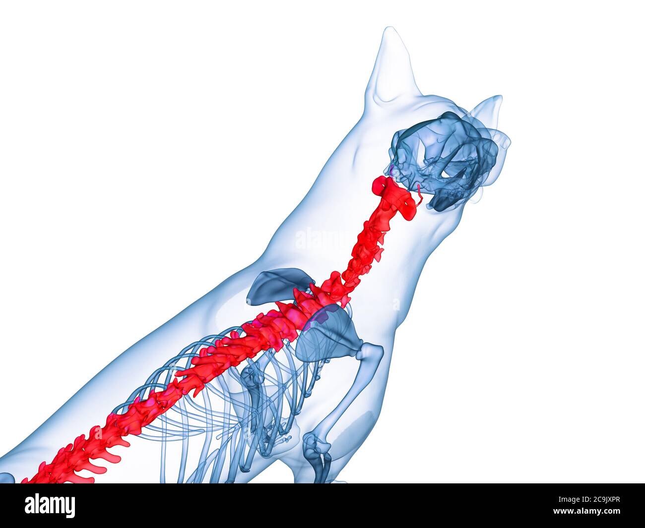 Dog spine, computer illustration Stock Photo - Alamy