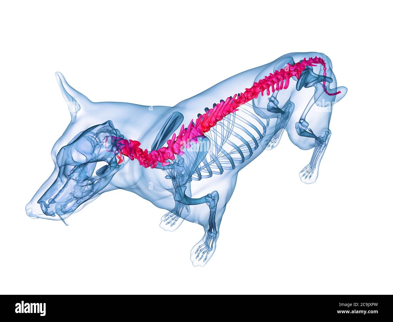 Dog spine, computer illustration Stock Photo - Alamy