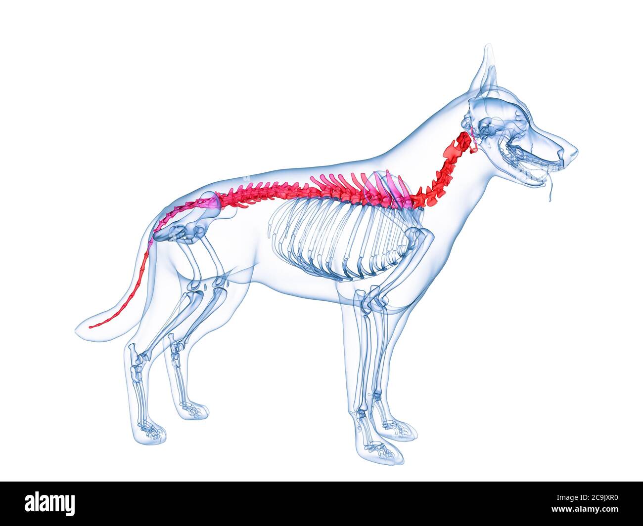 Dog spine, computer illustration Stock Photo - Alamy