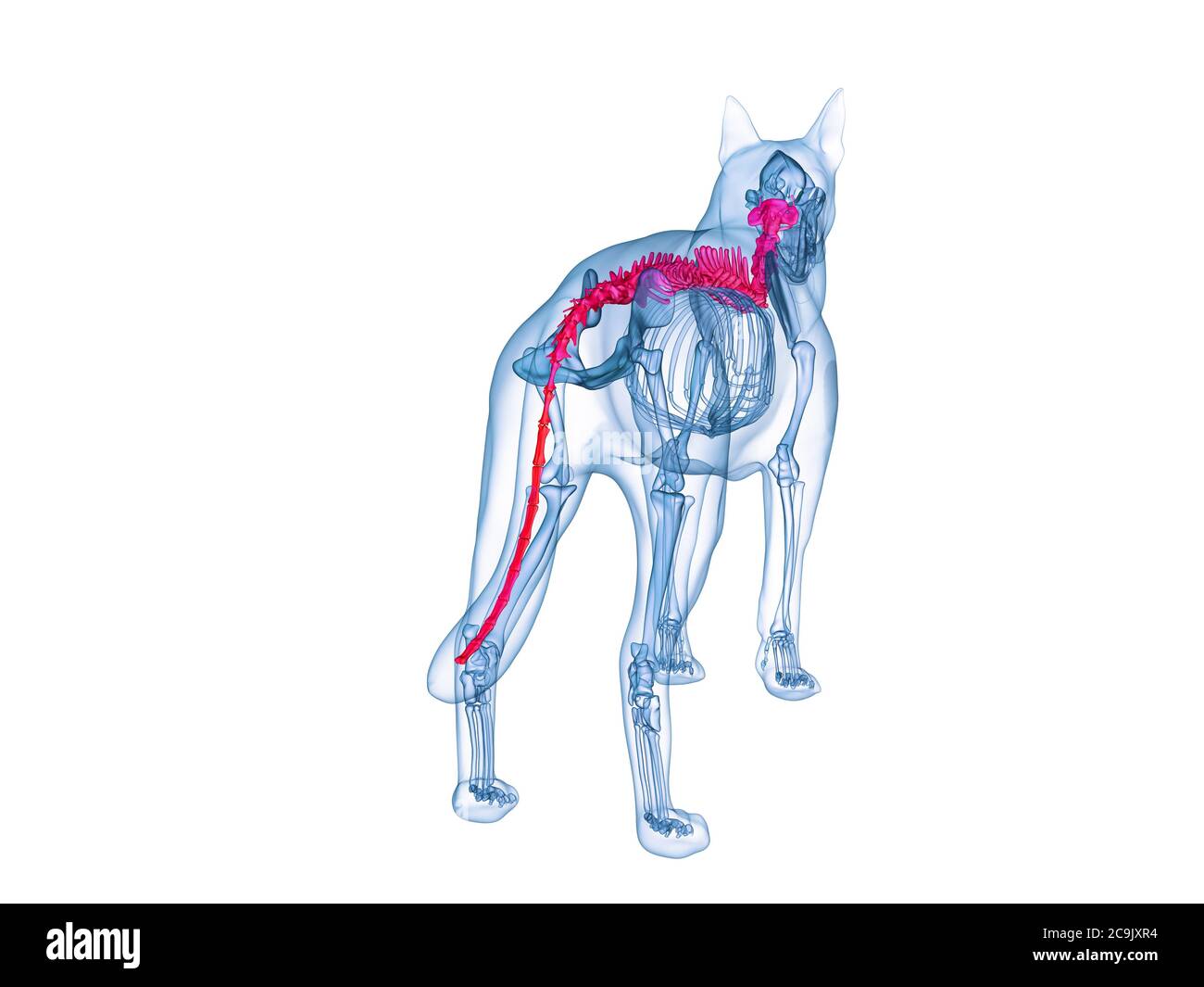 Dog spine hi-res stock photography and images - Alamy