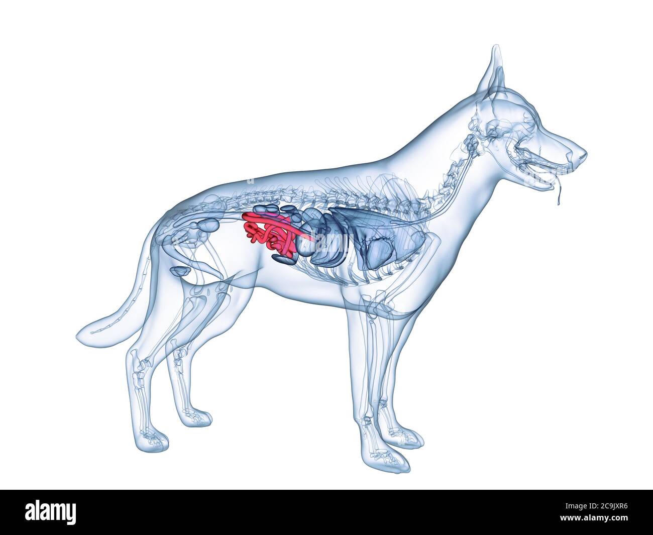 Dog small intestine, computer illustration Stock Photo - Alamy