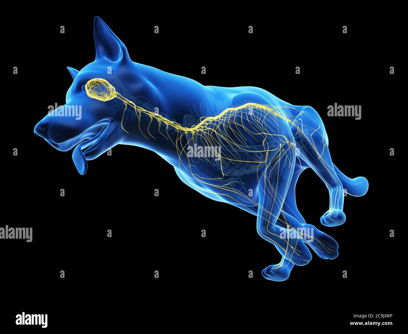 Dog nervous system, computer illustration Stock Photo - Alamy
