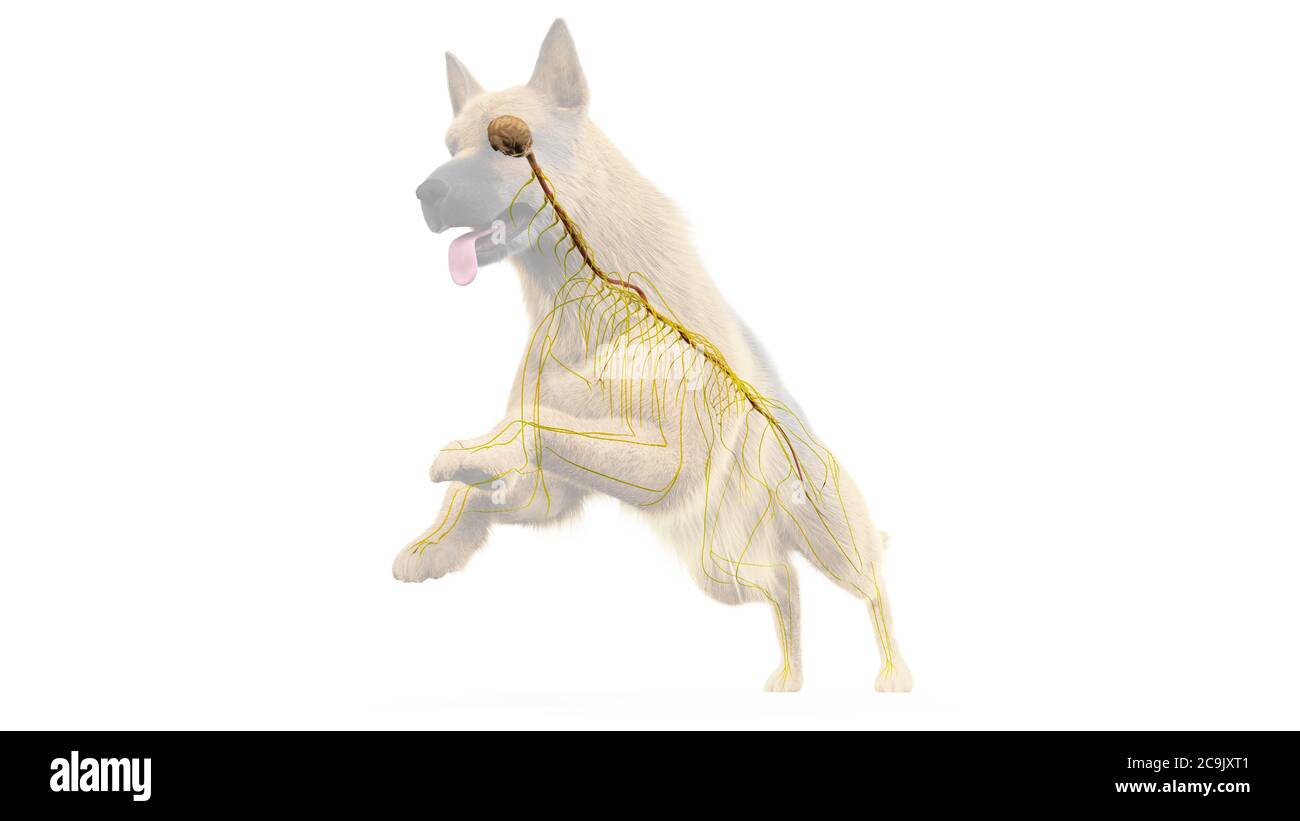 Dog nervous system, computer illustration Stock Photo - Alamy