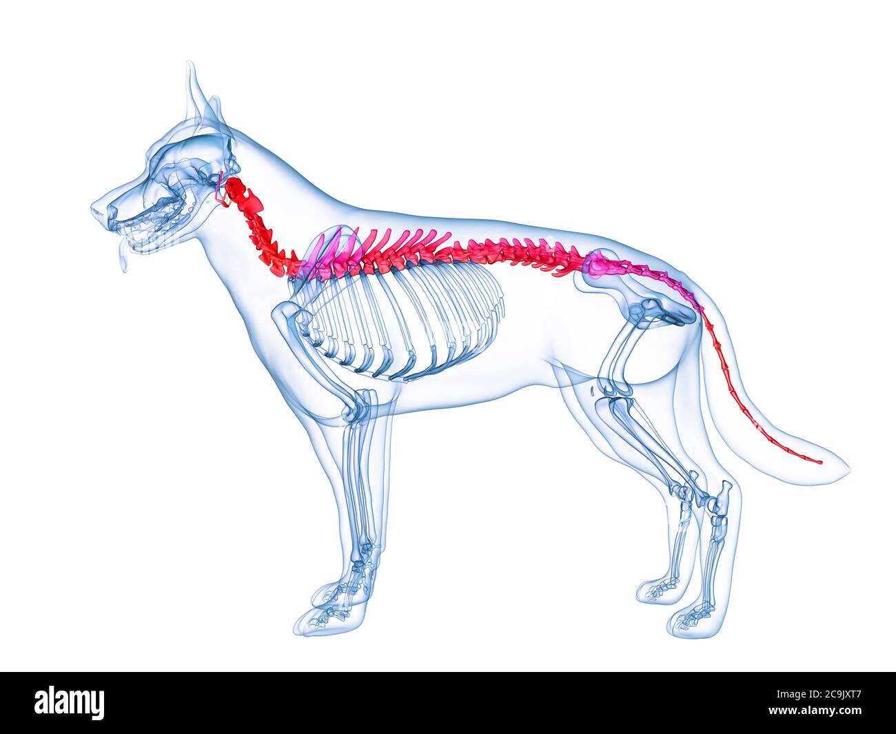 Dog spine, computer illustration Stock Photo - Alamy