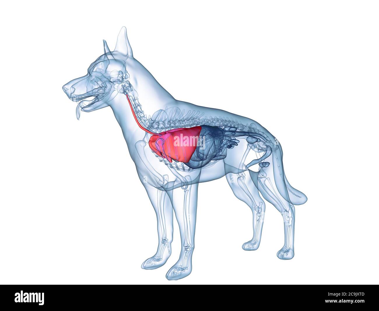 Dog lung, computer illustration Stock Photo - Alamy