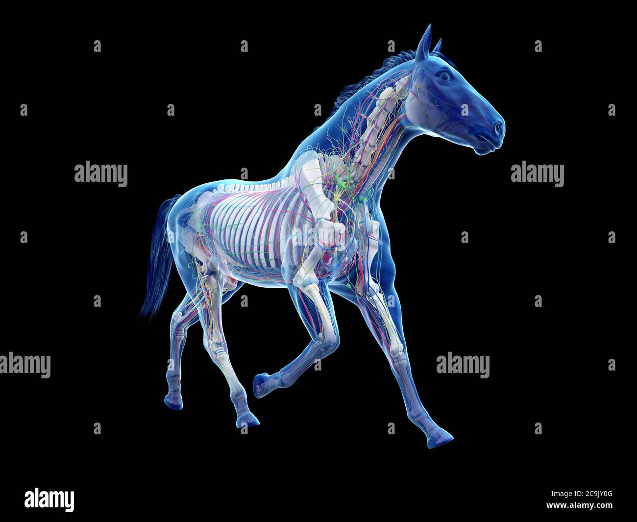 Horse anatomy, computer illustration Stock Photo - Alamy